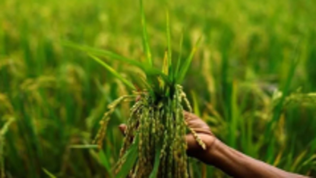 MSP operations for paddy commences - Economy News | The Financial Express