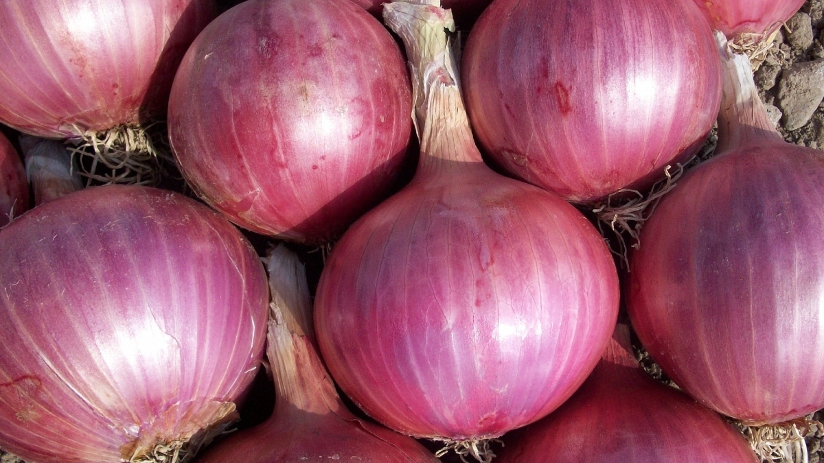 Mandi prices of onion fall 50% over week on fresh arrivals - Economy ...