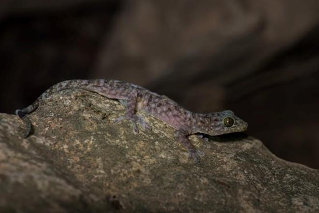 205-million-year-old lizard fossil shakes up evolutionary timeline ...