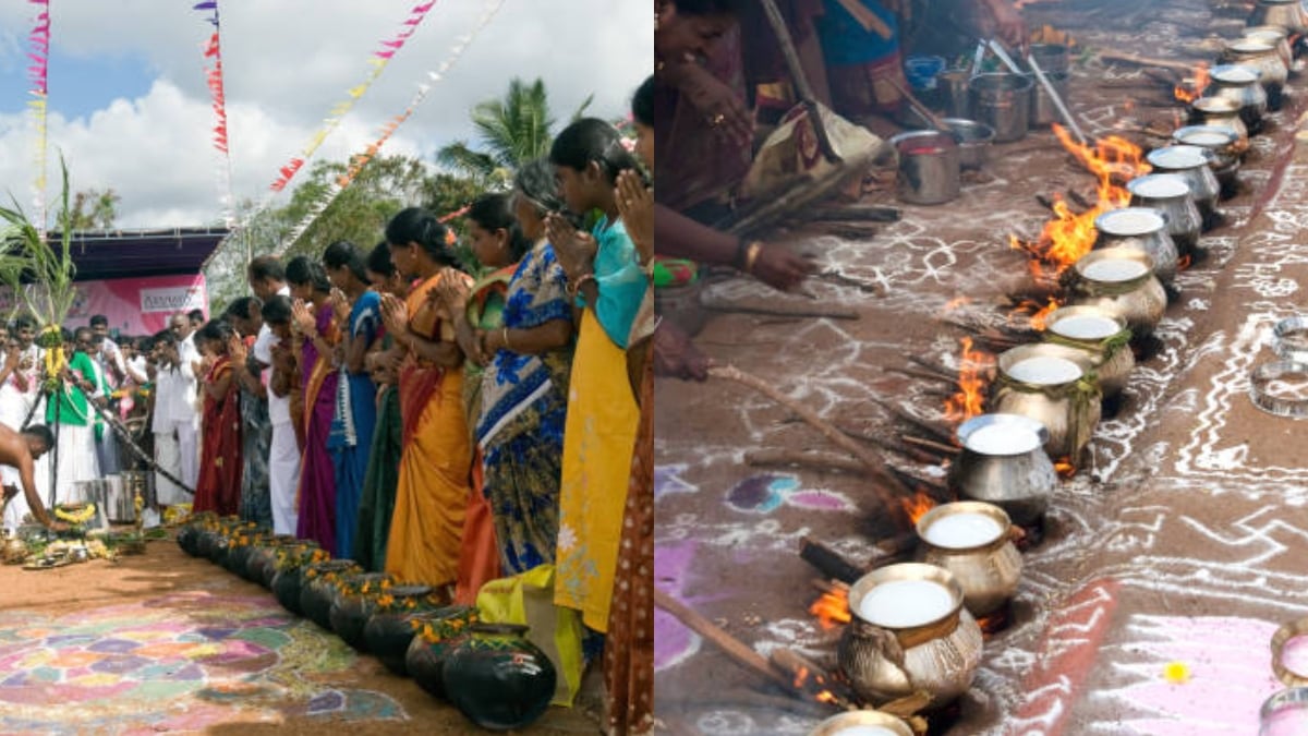 Pongal Festival 2025: How the harvest festival is celebrated in Tamil ...