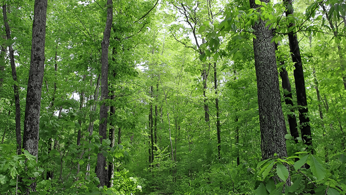India’s forest cover report: Balancing progress and challenges ...