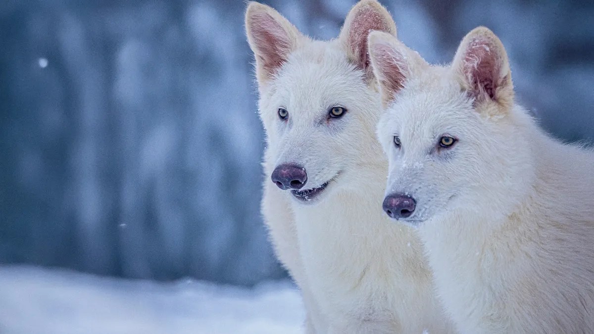Dire truth: Genetically modified grey wolves mistaken for extinct ...