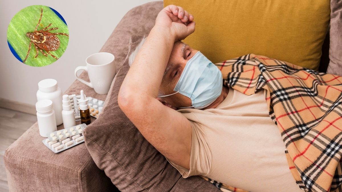 Deadly flea-borne typhus is making a comeback in Texas: Warning signs to watch out for - Health ...