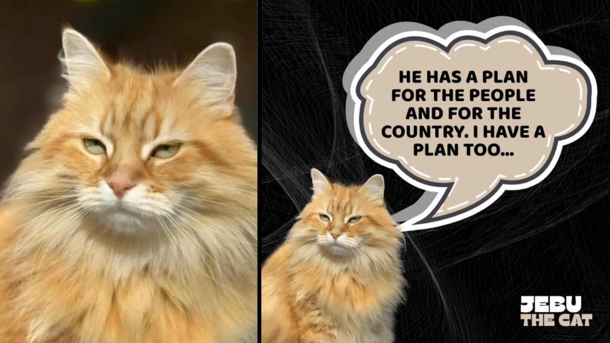 Who is Jebu? The Siberian cat who returned to Bangladesh along with ...