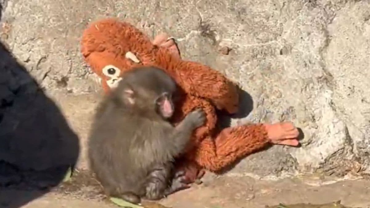Meet Punch: The viral baby monkey who found his mother in an orange ...