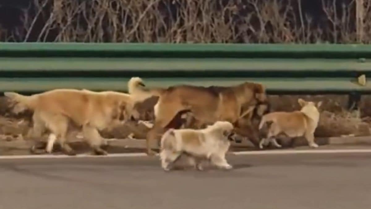 'Real life 101 Dalmatians': Viral video of 7 stolen dogs on a highway ...