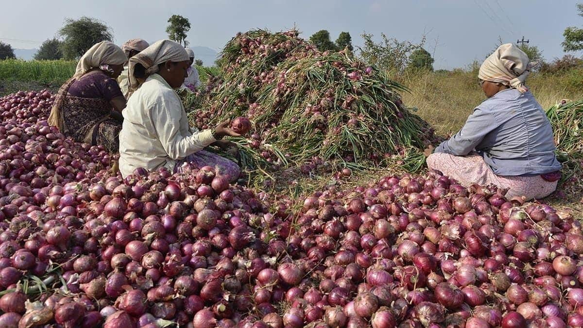 Bans, duties, and slashed margins: Policy decisions driving the Rs ...